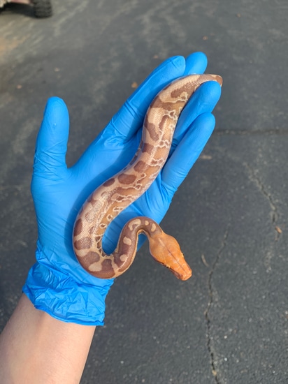 Caramel Albino Sumatran Short-tailed Python Sumatran Short-Tailed ...