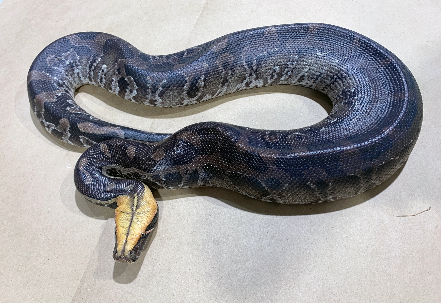 2015 Proven Het Caramel Albino Sumatran Female Sumatran Short-Tailed ...