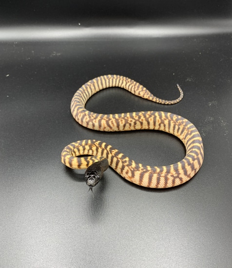 2022 Male Black Headed Python BX4 Black-Headed Python by Zion Hill Exotics