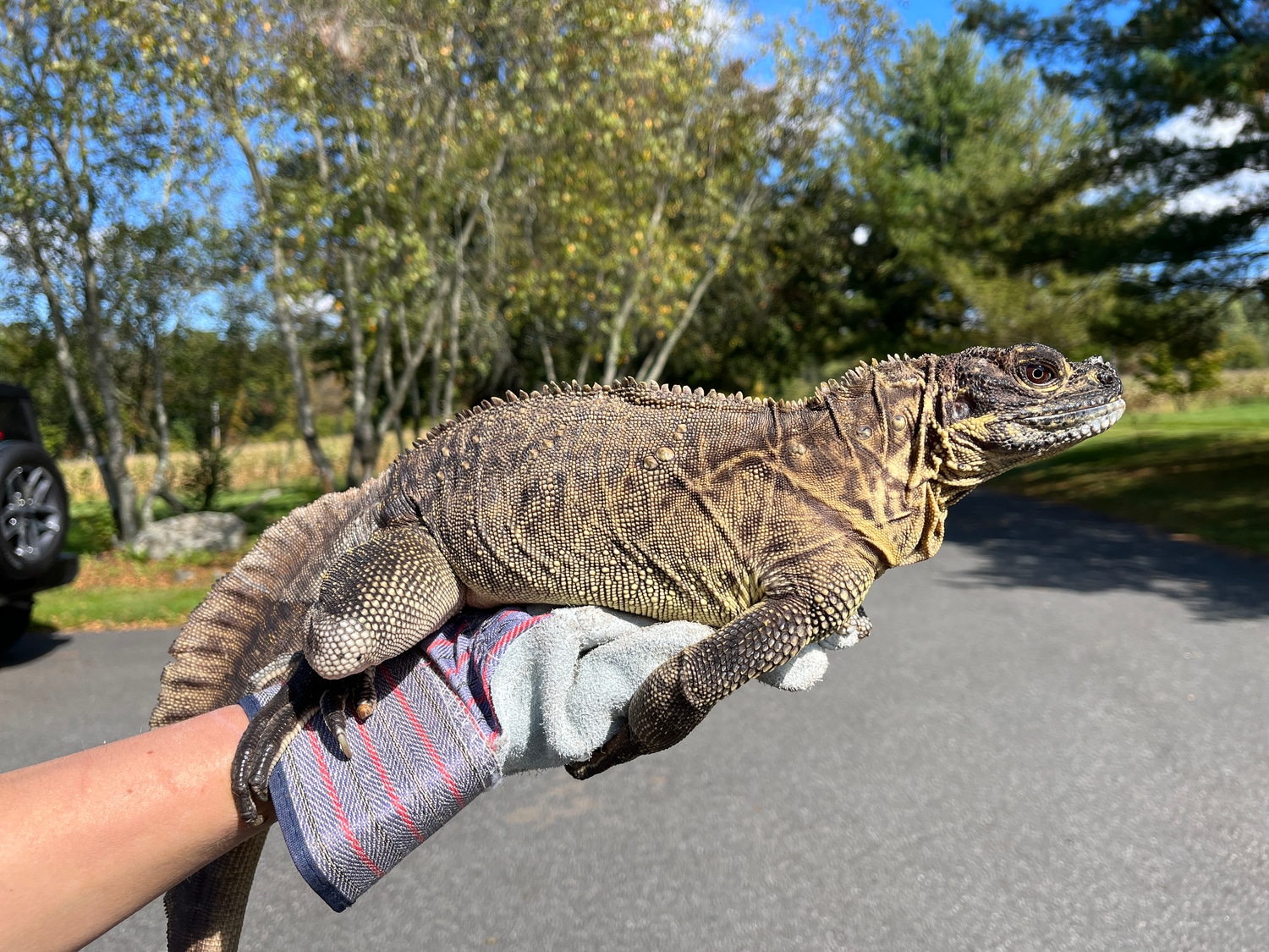 Female Hybrid Sailfin Dragon More Lizard by Zion Hill Exotics - MorphMarket