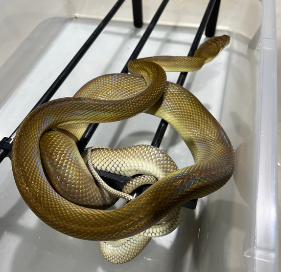 Patternless Merauke Scrub Python by Zion Hill Exotics