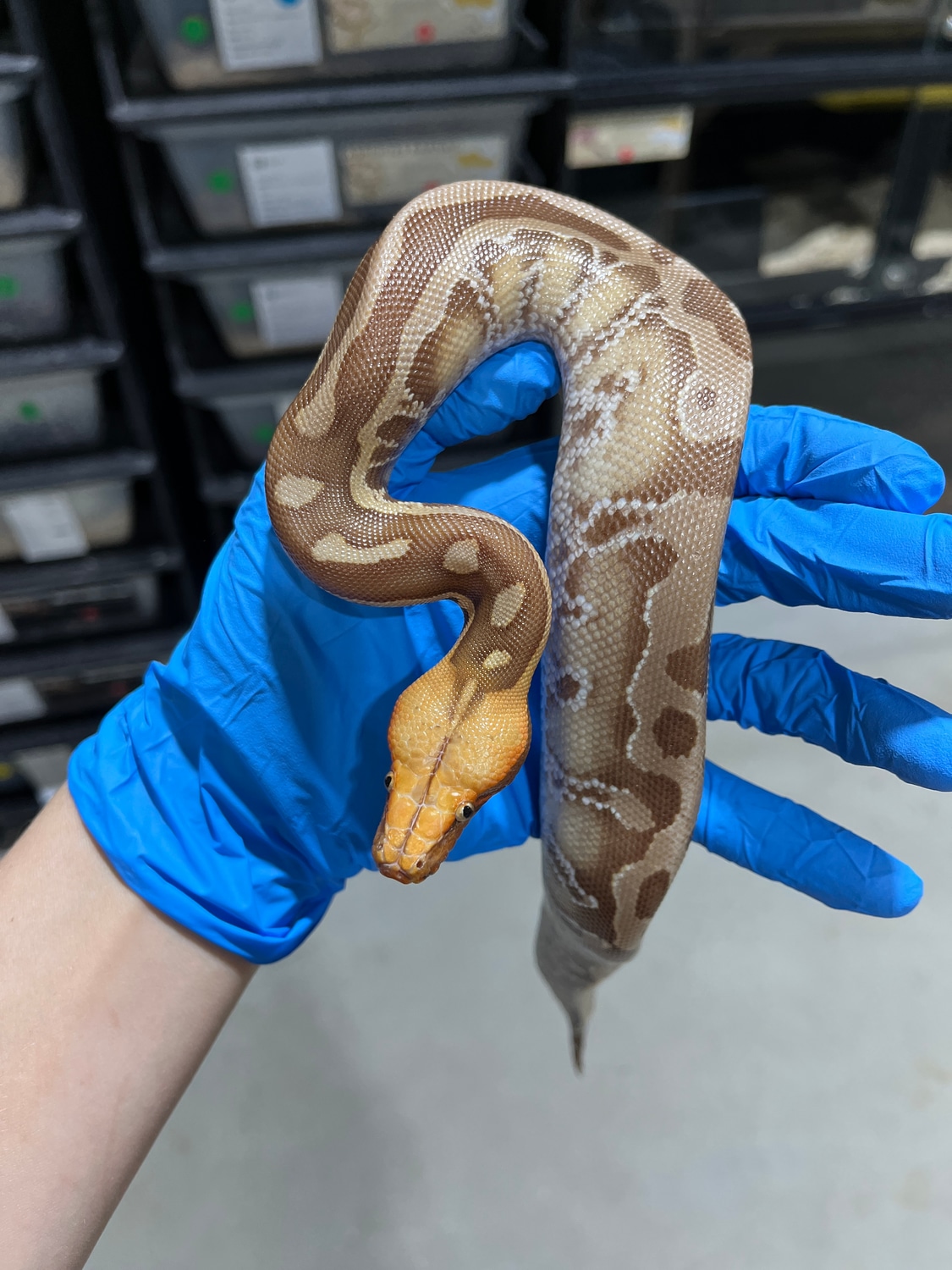 Caramel Albino Sumatran Short-Tailed Python by Zion Hill Exotics ...