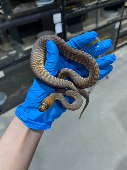 Male Woma Python by Zion Hill Exotics