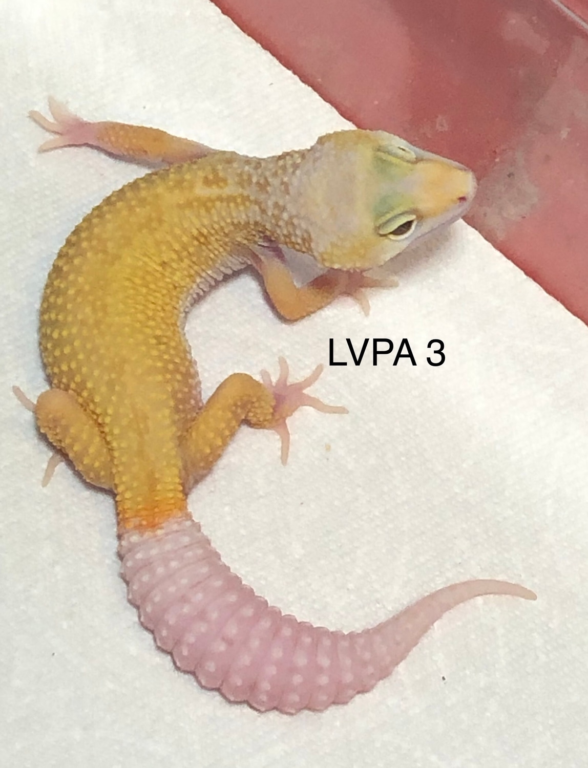 Las Vegas Patternless Albino Leopard Gecko by MTgecko and Ball python ...