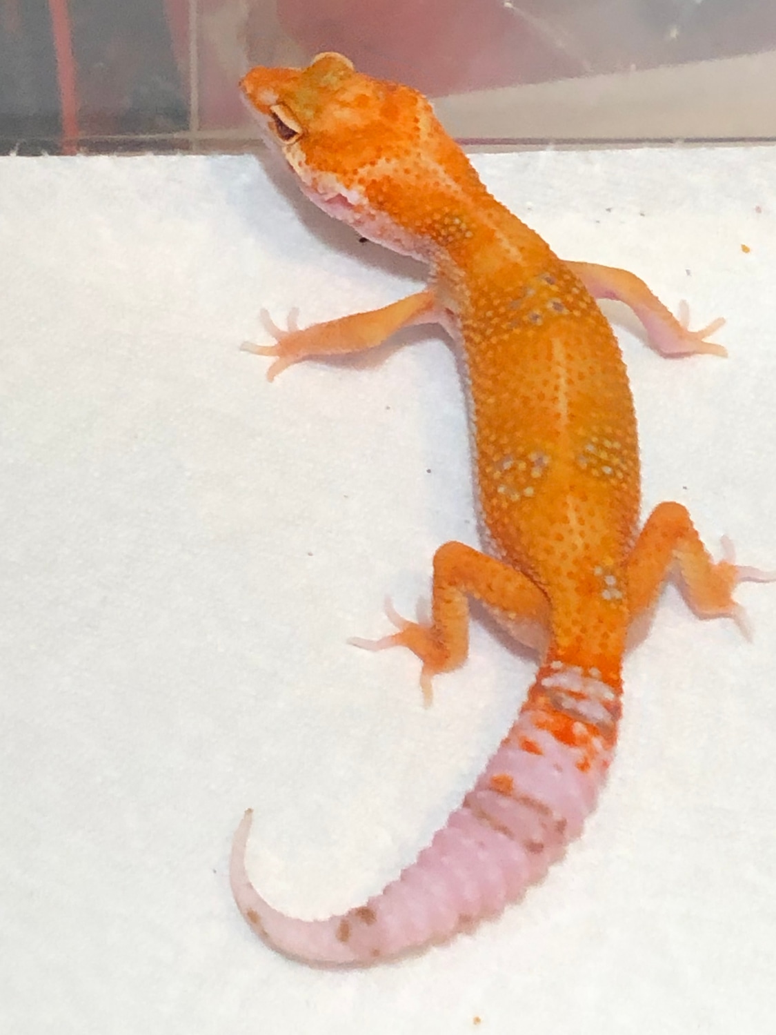 Las Vegas Enigma Pos Het Eclipse Leopard Gecko by MTgecko and Ball ...