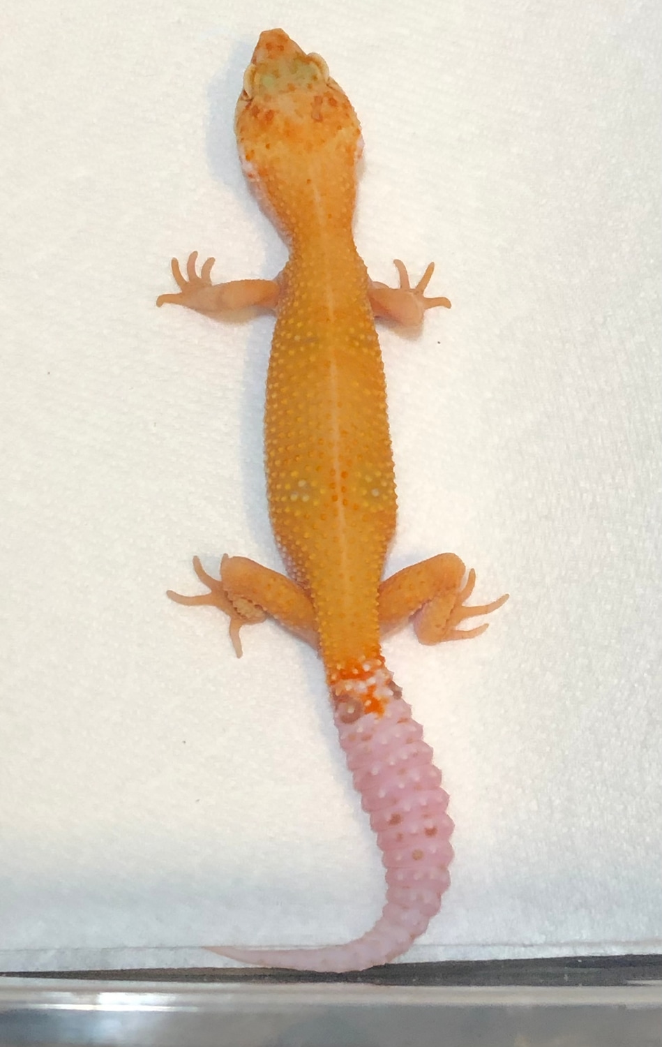 Las Vegas Enigma Leopard Gecko by MTgecko and Ball python - MorphMarket