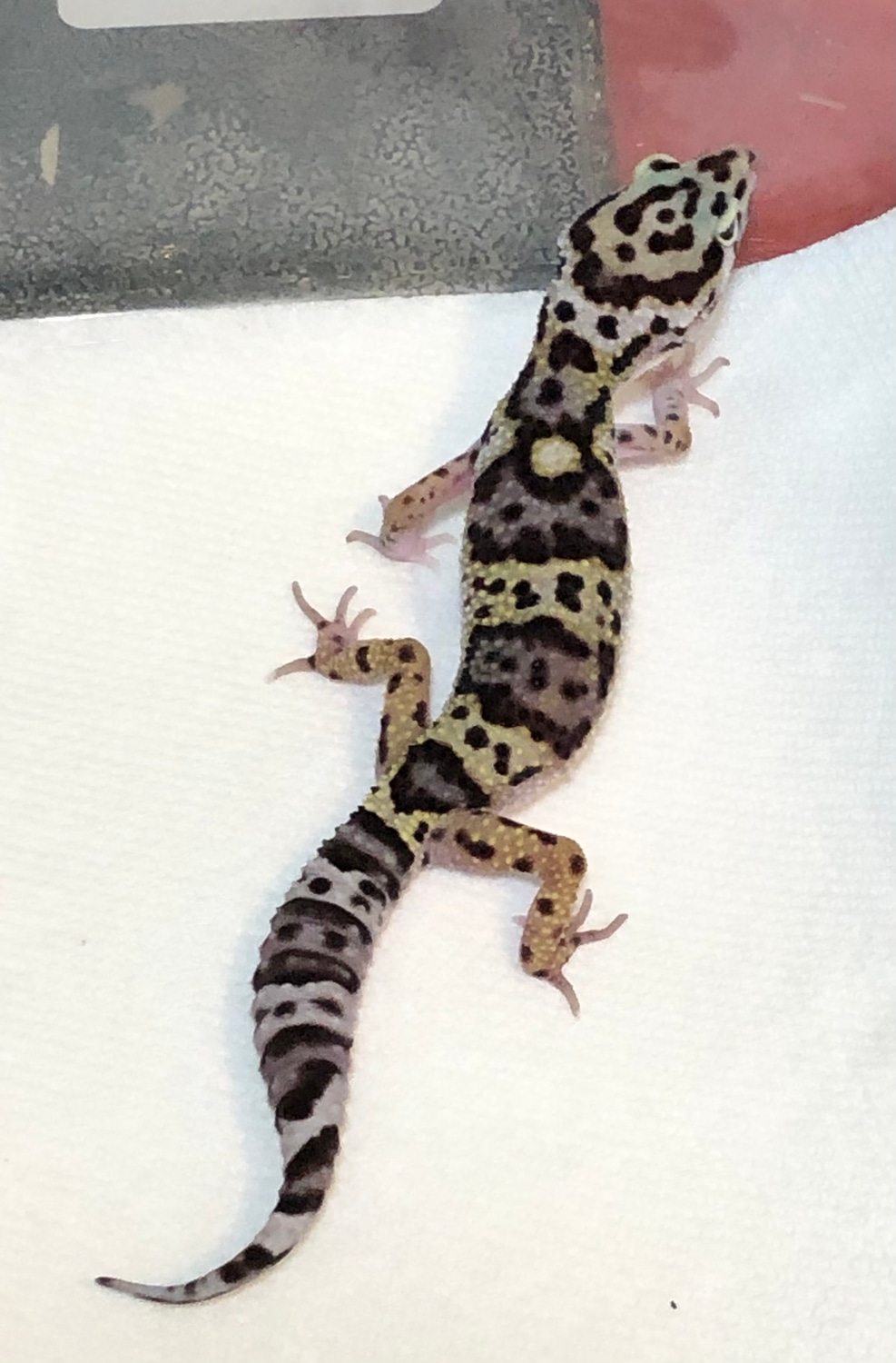 Mack Snow Het Tremper Leopard Gecko by MTgecko and Ball python ...