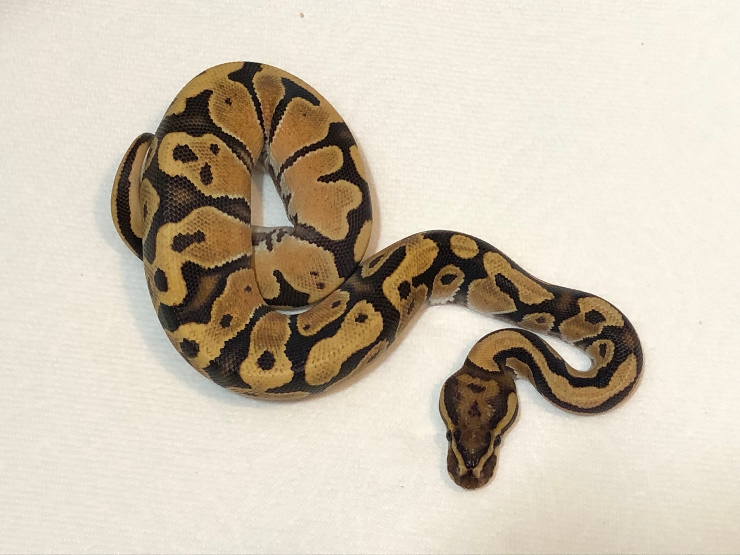 Orange Dream Fire Ball Python by MTgecko and Ball python - MorphMarket