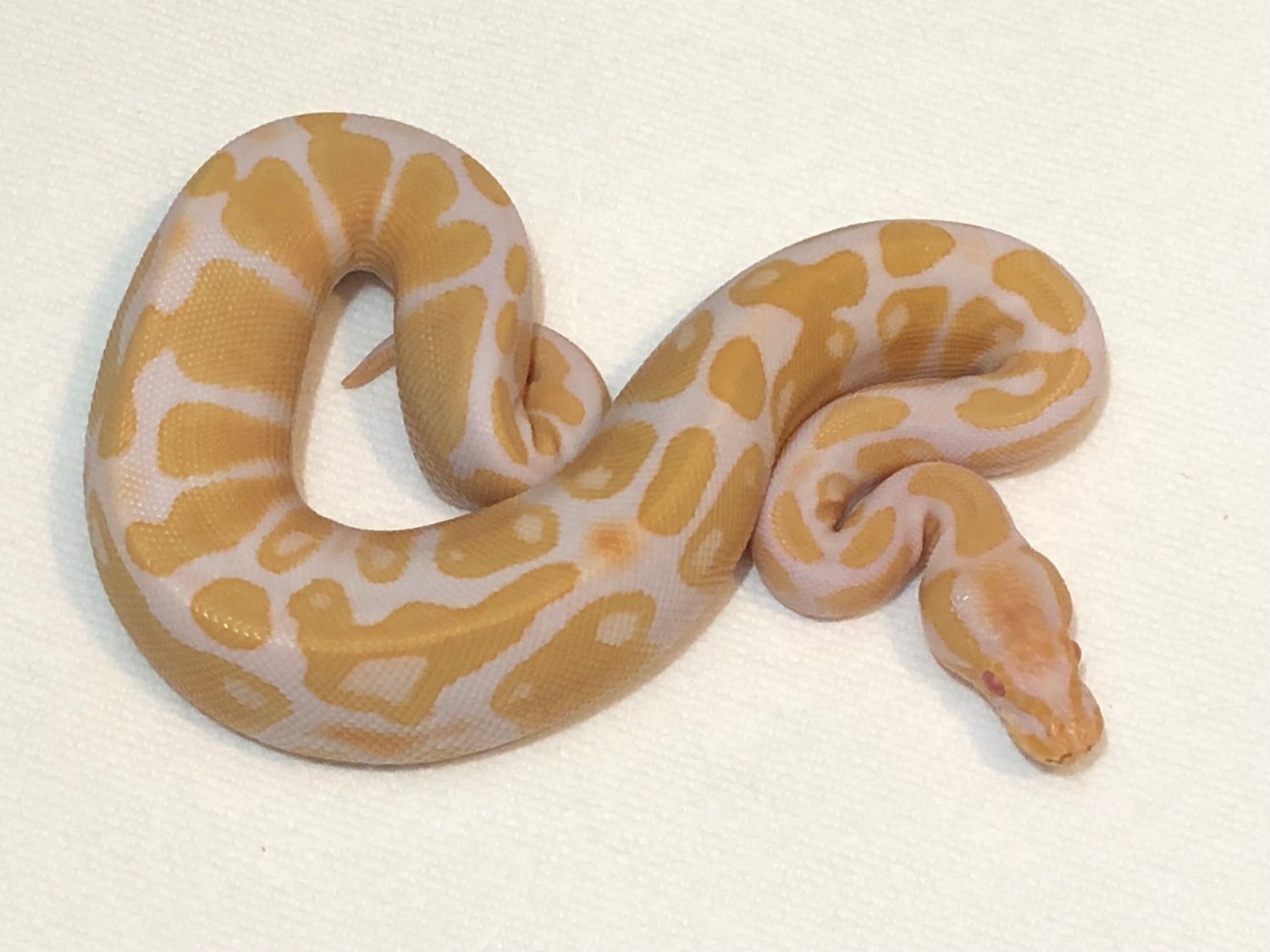 Albino Pos Het Pied Ball Python by MTgecko and Ball python - MorphMarket