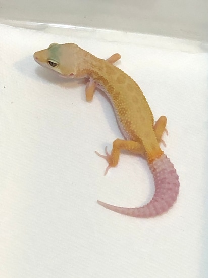 Las Vegas Patternless Albino Leopard Gecko by MTgecko and Ball python