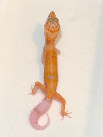 Las Vegas Enigma Leopard Gecko by MTgecko and Ball python