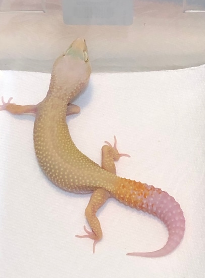 22 Las Vegas Patternless Albino Leopard Gecko by MTgecko and Ball python