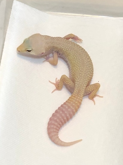 22 Snow Las Vegas Patternless Albino Leopard Gecko by MTgecko and Ball ...