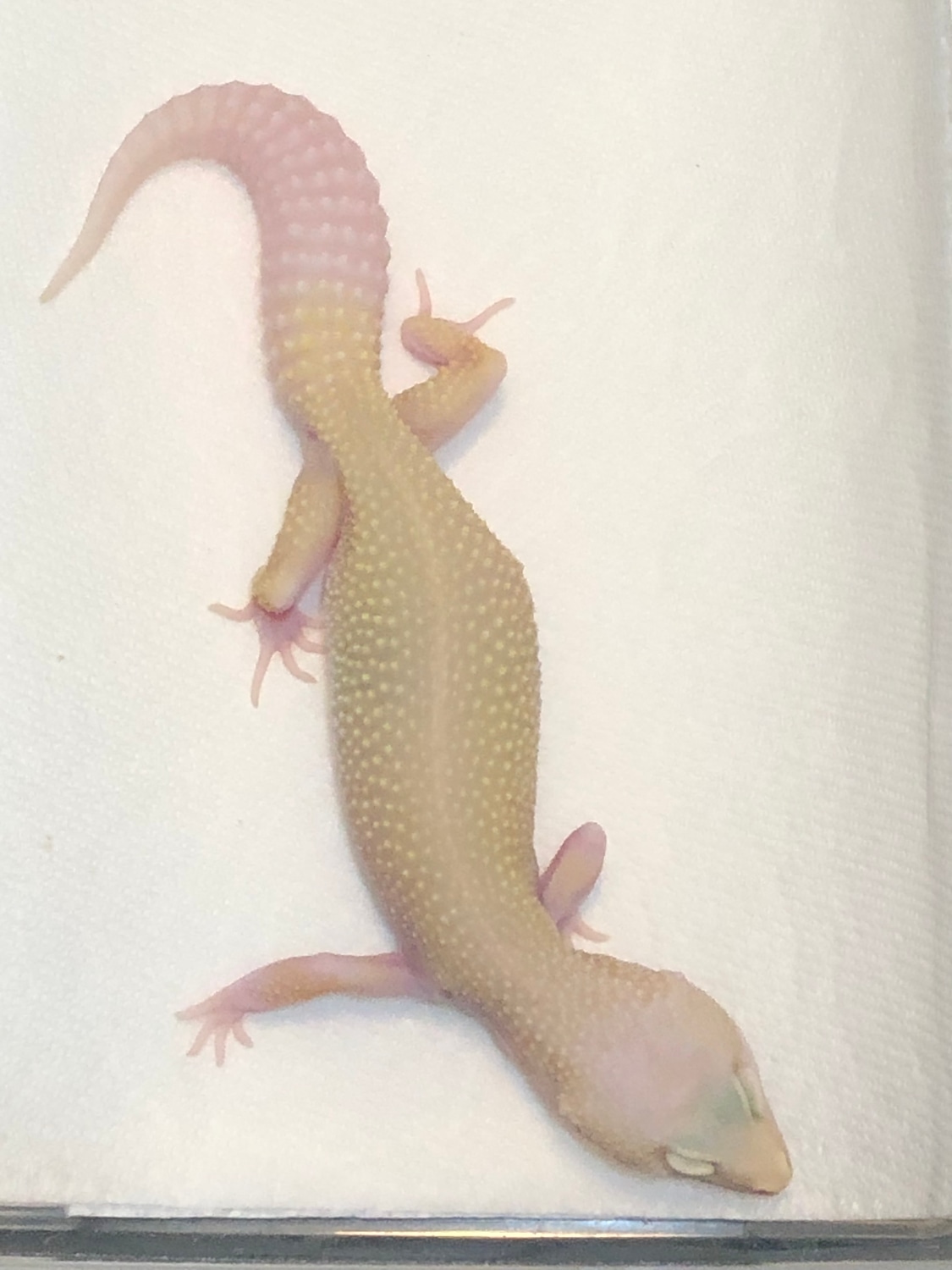 22 Snow Las Vegas Patternless Albino Leopard Gecko by MTgecko and Ball ...