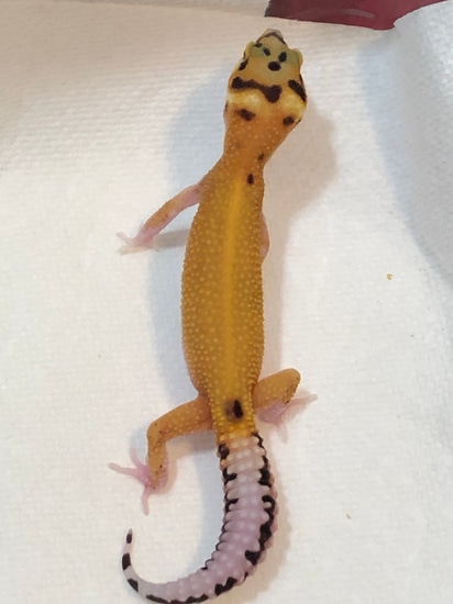 Firebold Eclipse Leopard Gecko by MTgecko and Ball python