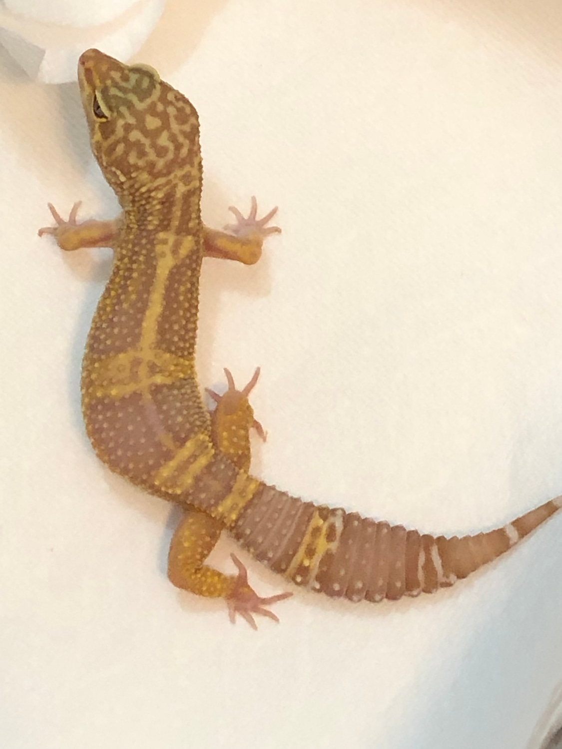 Blacknight Tremper Leopard Gecko by MTgecko and Ball python - MorphMarket