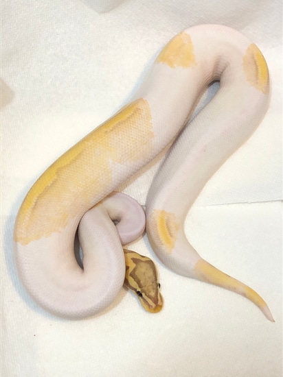 Pastel Banana Piebald Ball Python by MTgecko and Ball python