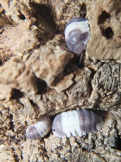 10+ Cubaris Sp. Panda King Isopod by Shield Wall Exotics