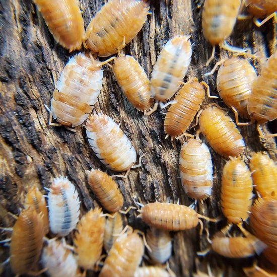 10+ Porcellio Scaber "Orange Koi" Isopod by Shield Wall Exotics