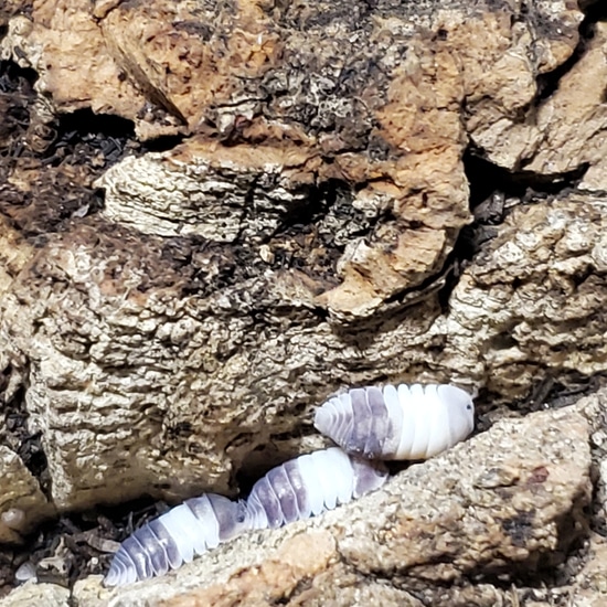 Cubaris Sp. Panda King Isopod by Shield Wall Exotics