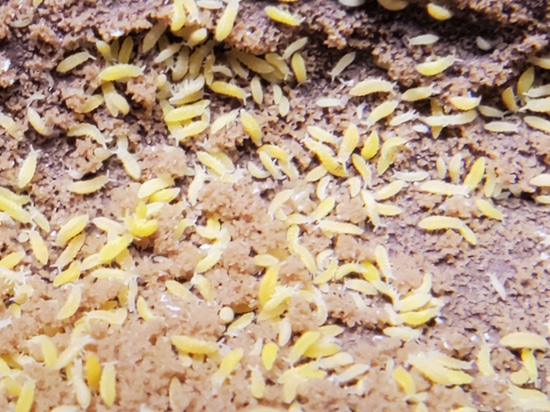 100+ Yellow Albino Springtails (Ceratophysella Sp Lilac) Isopod by ...