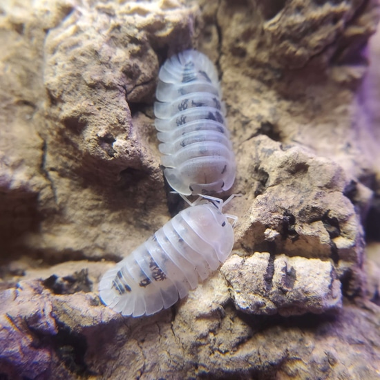 10+ Nesodillo Archangelii "Shiro Utsuri" Isopod by Shield Wall Exotics