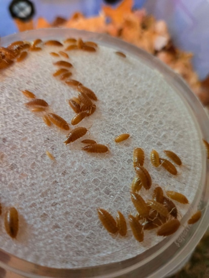 20+ Porcellionides Pruinosus Powder Orange + Free Springtail Culture ...
