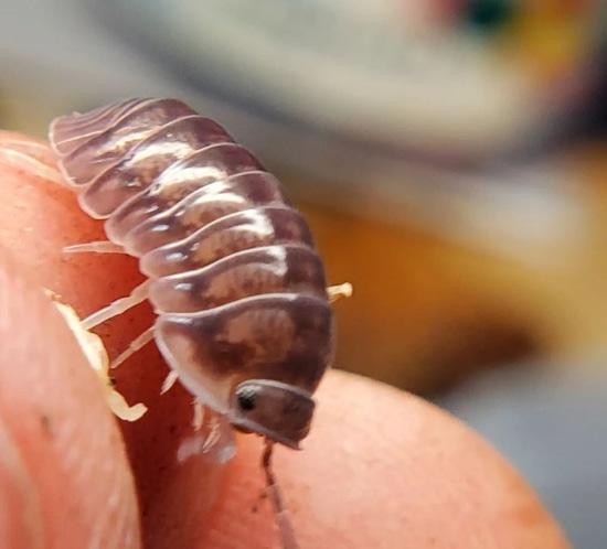 10+ Cubaris Sp. Platinum Ducky Isopod by Shield Wall Exotics