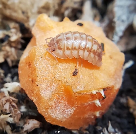 10+ Armadillidium Nasatum Peach Isopod by Shield Wall Exotics