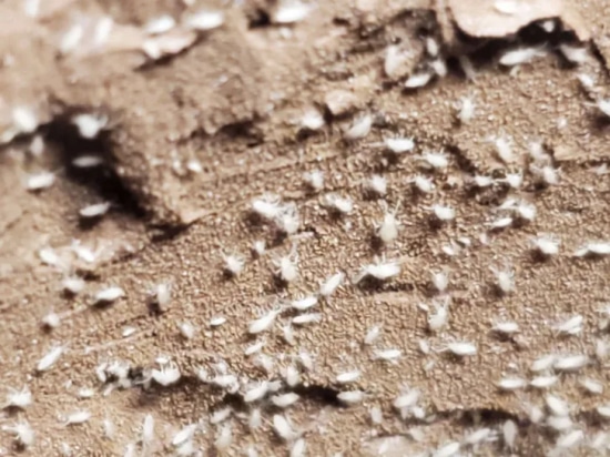 100+ Tropical Pink Springtails (Coecobrya Cf. Tenebricosa) Isopod by ...