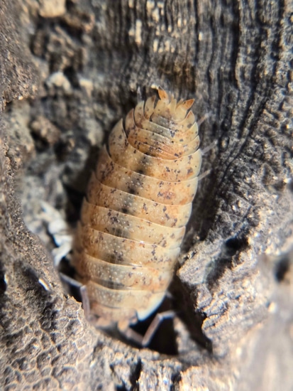 Porcellio Scaber Orins Calico (1997 Bloodline) Isopod by Shield Wall ...