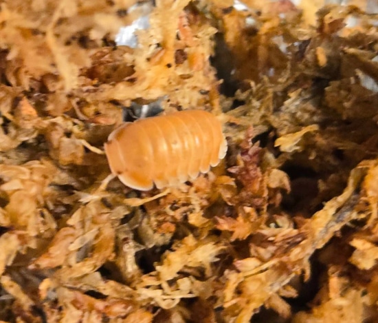 10+ Cubaris Sp. Citrus Isopod by Shield Wall Exotics