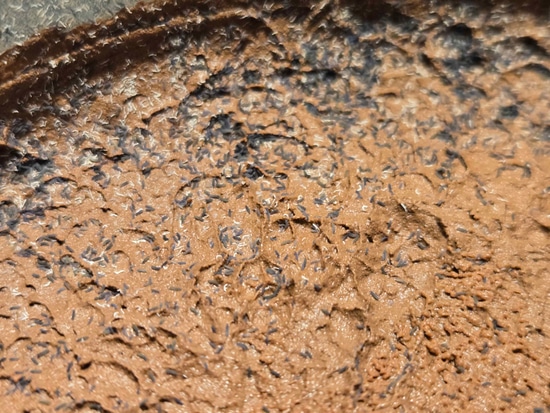 50+ Tiny Blue Springtails (Hypogastruridae Sp) Isopod by Shield Wall ...