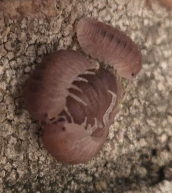 Cubaris Sp. Sakura Isopod by Shield Wall Exotics