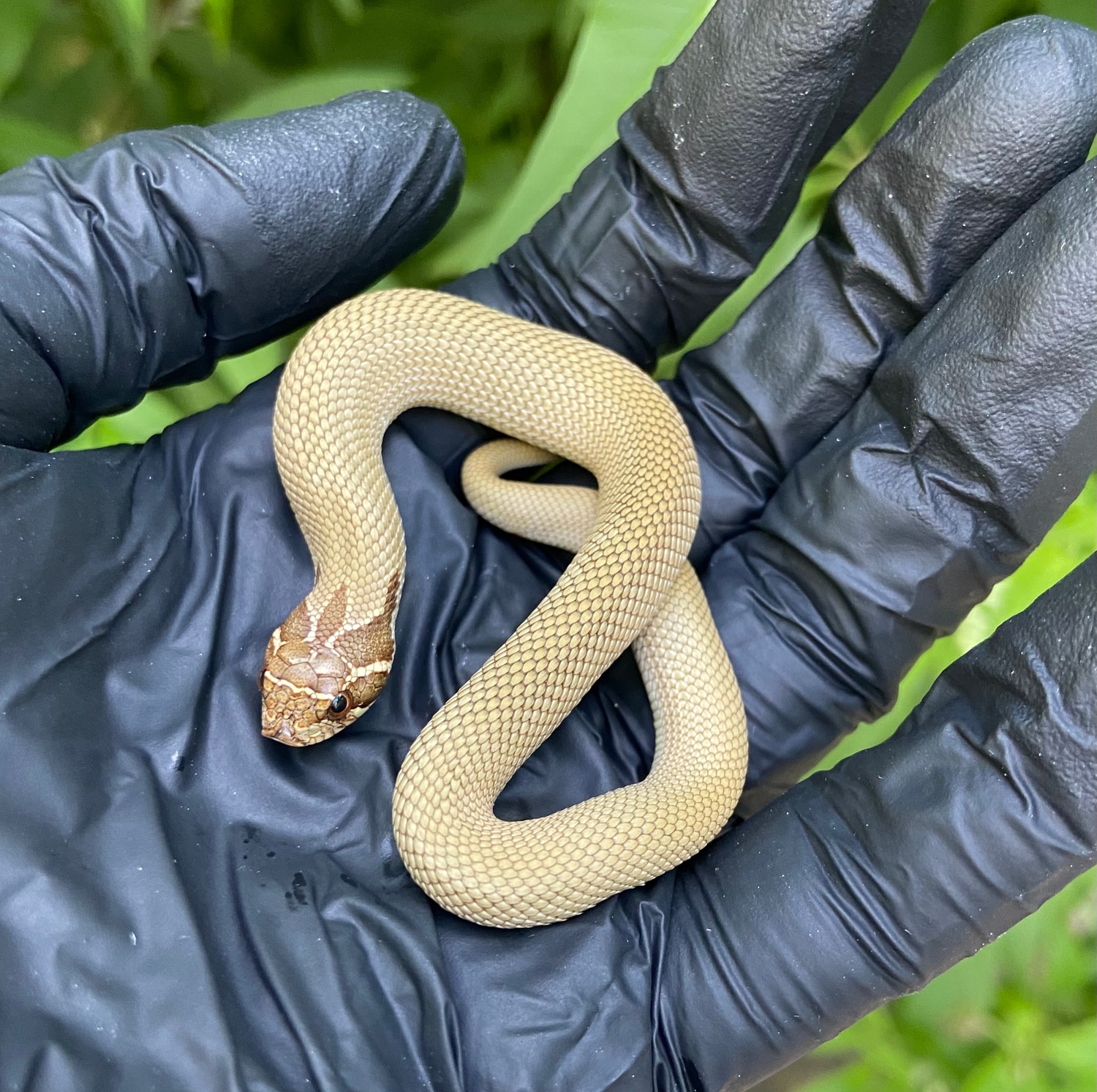 Superconda 100% Het Albino Western Hognose by J. Raven Reptiles ...