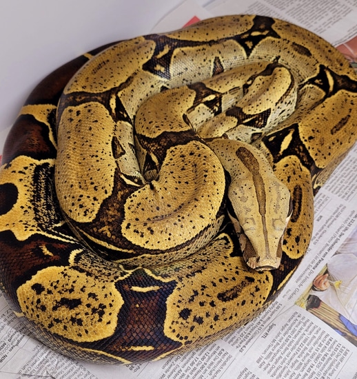 Boa C. Constrictor / Peru Iquitos Peruvian Long-Tailed Boa Constrictor ...