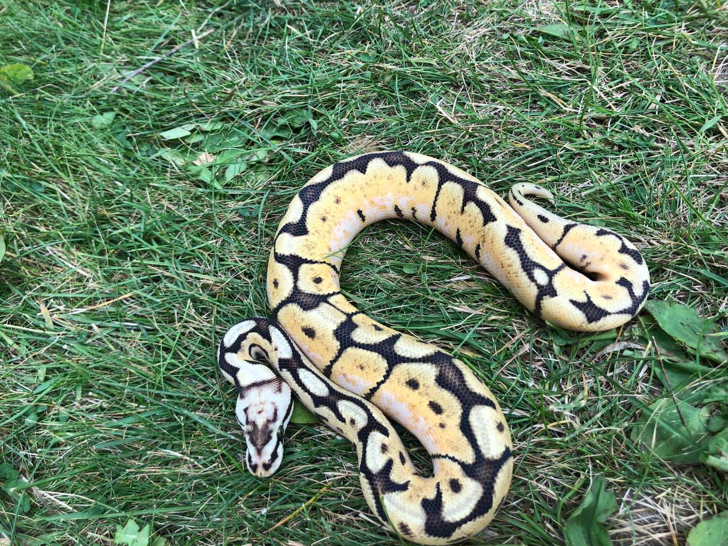Bumble Bee 100% Het Piebald Ball Python by Two Snakes One Tub - MorphMarket