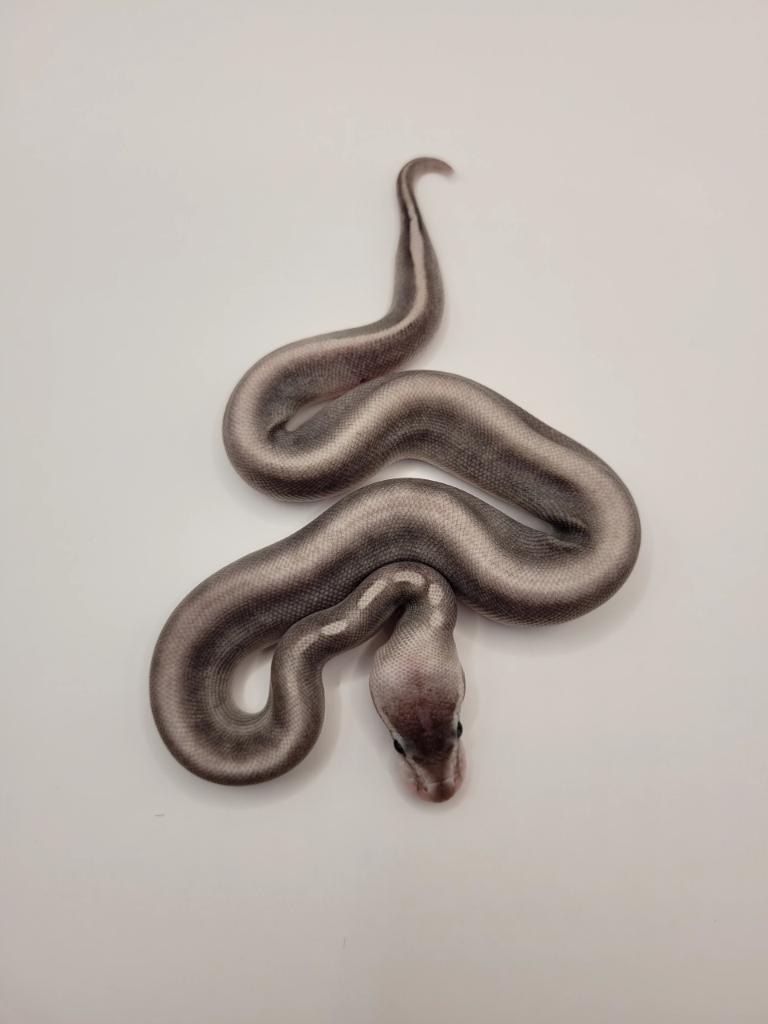 Pastel Cinnamon GHI Mojave Ball Python by Inked Lady Morphs - MorphMarket