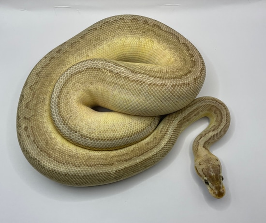 Pastel Butter Calico Pinstripe Ball Python by Inked Lady Morphs