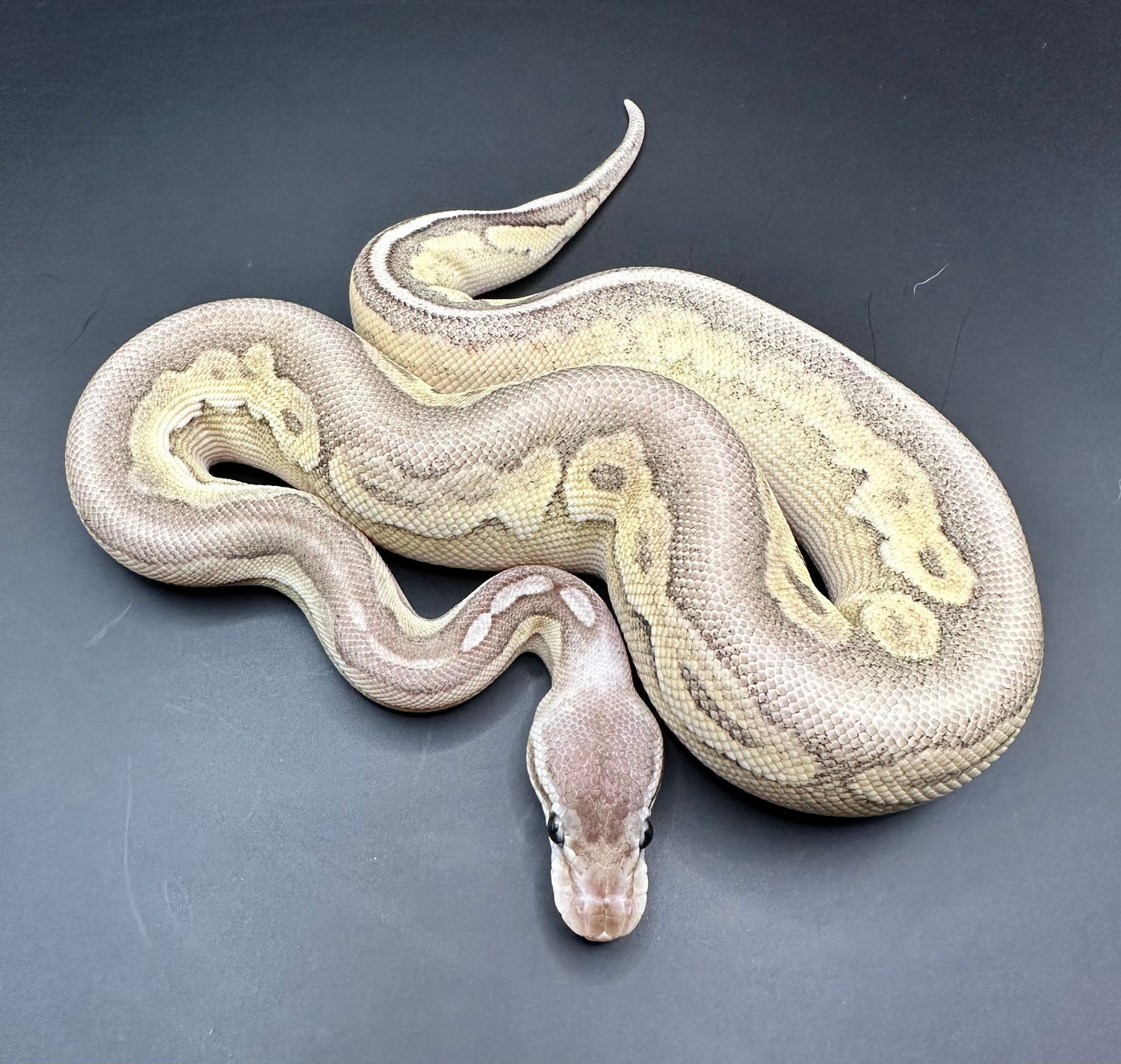 Pastel Cinnamon Mojave Ball Python by Inked Lady Morphs - MorphMarket