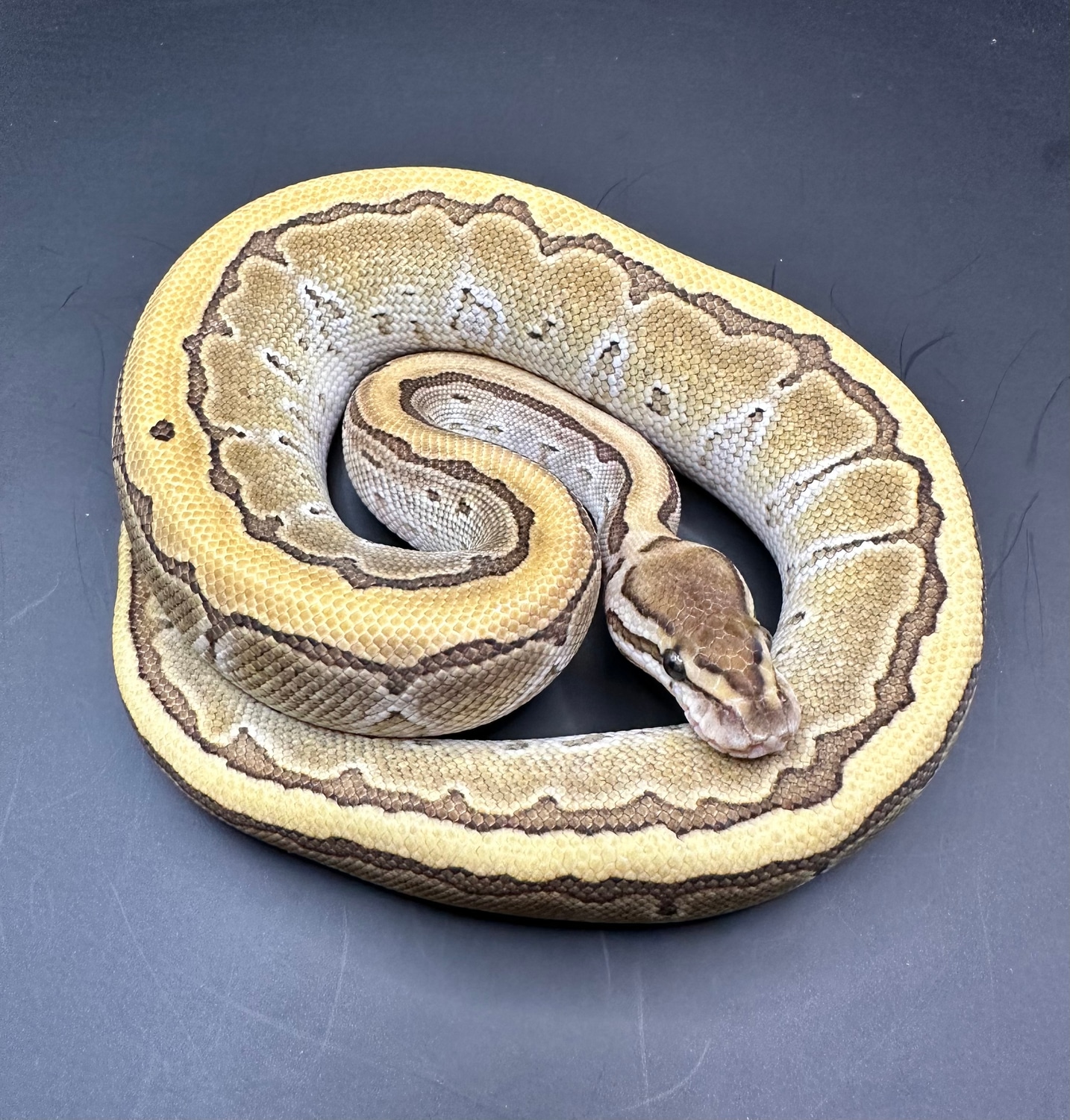 Lesser Pinstripe Ball Python by Inked Lady Morphs - MorphMarket