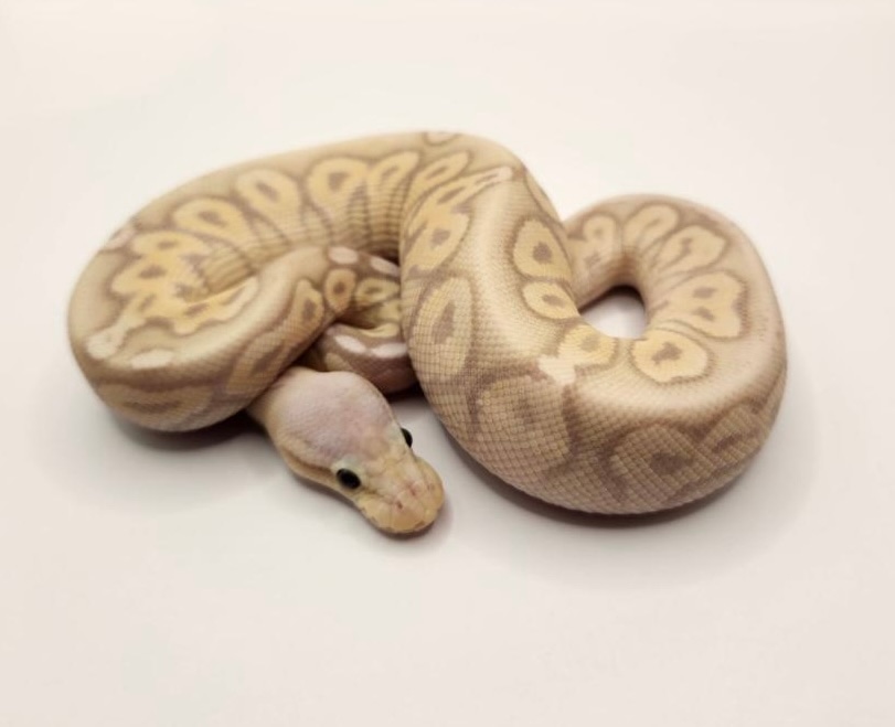 Banana Pewter Ball Python by Inked Lady Morphs - MorphMarket
