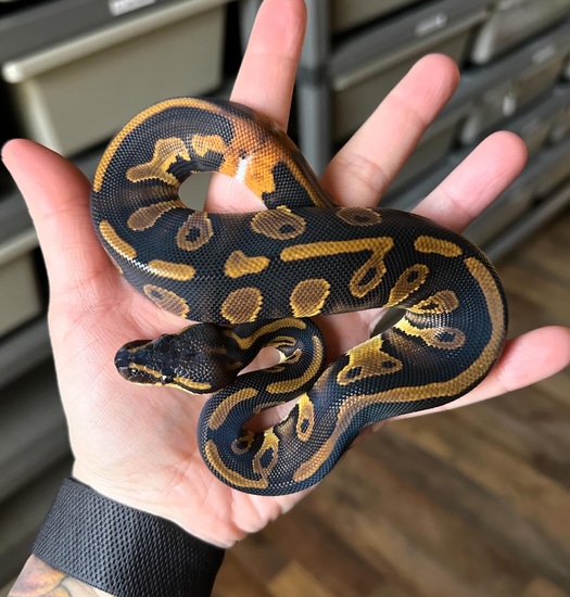 Blackhead Leopard 100% Het Clown 50% Het Hypo 50% Het Albino Ball ...