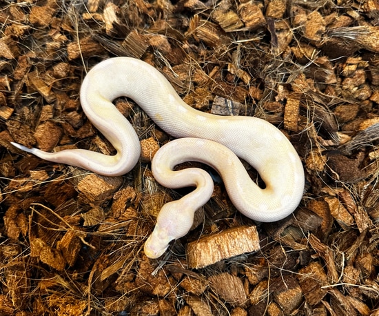 Banana Champagne Ball Python by Inked Lady Morphs
