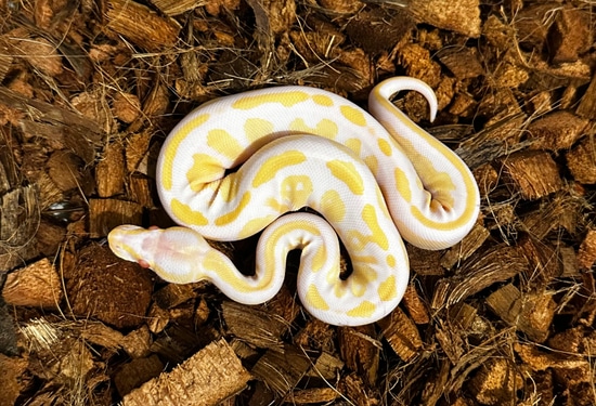 Albino Pos Black Head 100% Het Pied 50% Het Hypo 50% Het Clown Ball ...