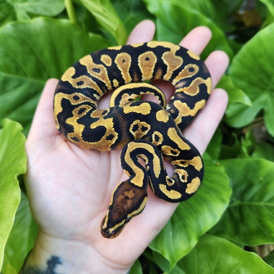 Yellow Belly Het Sunset Het Clown Ball Python by Inked Lady Morphs