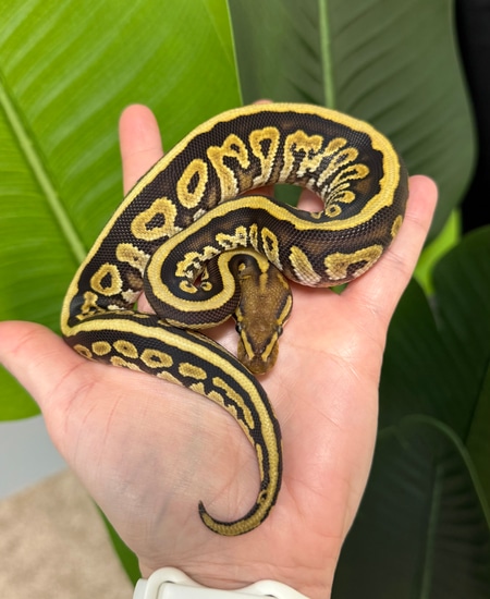 Nyala Spotnose Het Clown Ball Python by Inked Lady Morphs