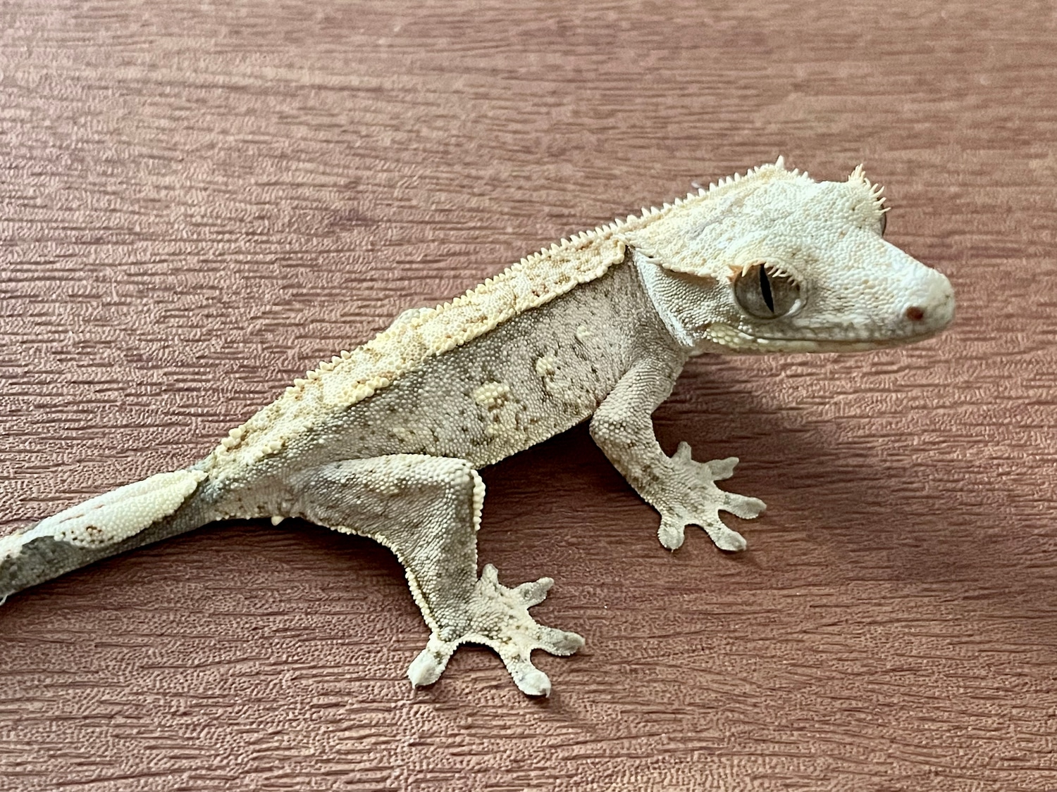 Cream-on-Cream Lines Crested Gecko by Jurassic Arch - MorphMarket