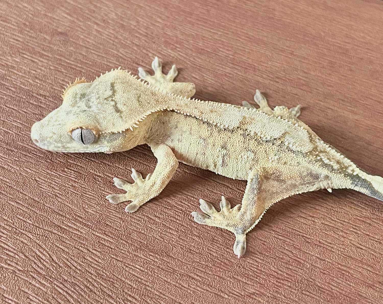 Cream-on-cream Lines Crested Gecko by Jurassic Arch - MorphMarket