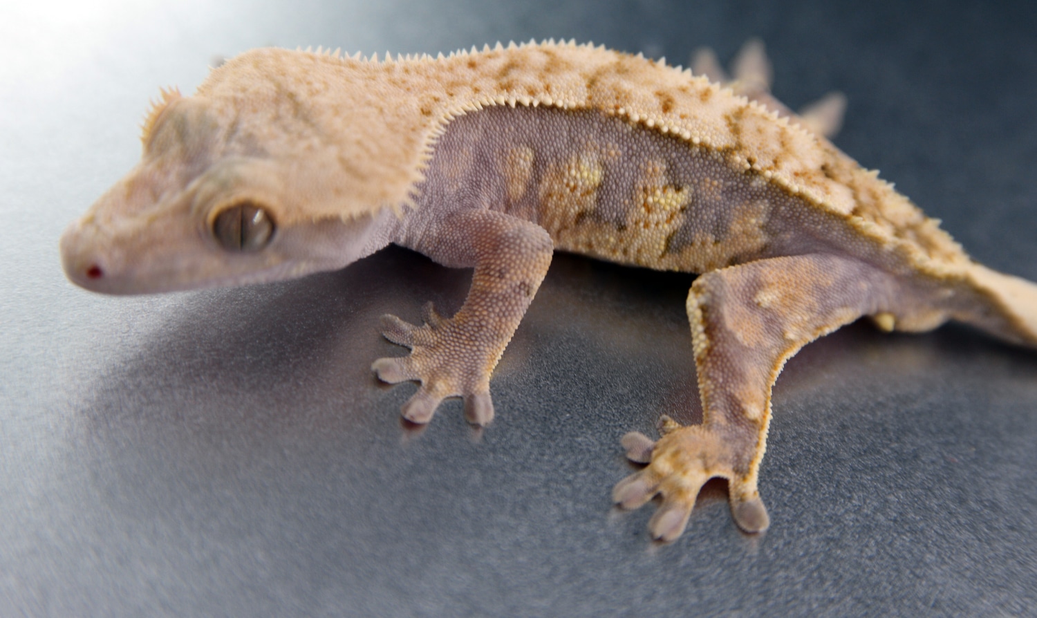 *BOGO Deal* Crested Gecko by Jurassic Arch - MorphMarket